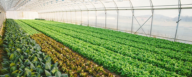 Commercial Farming - Mighty Grow