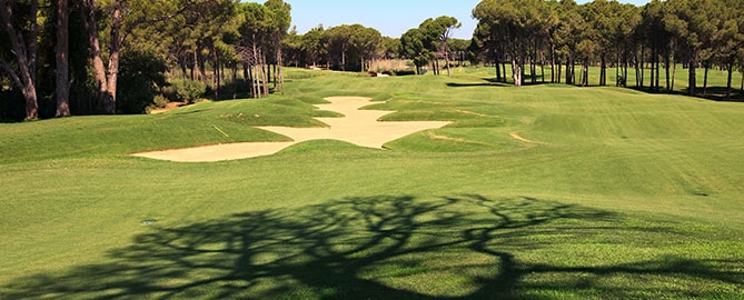 Professional Turf - Mighty Grow